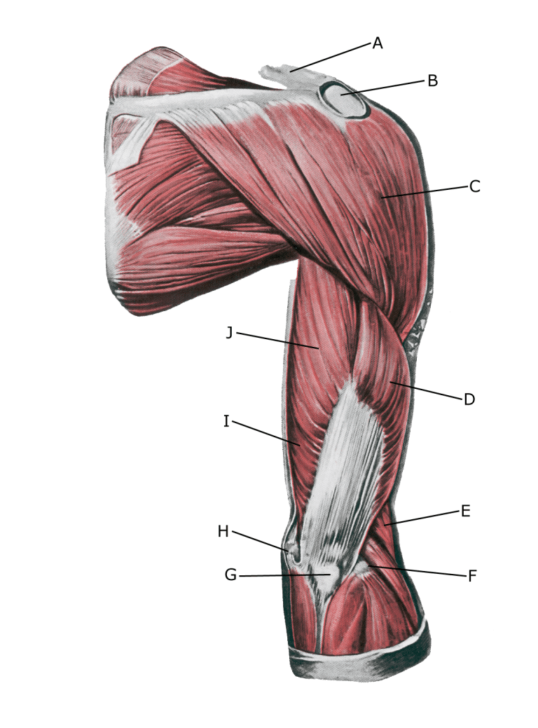 Rupture of the muscle on the back of the upper arm - Sportnetdoc.dk