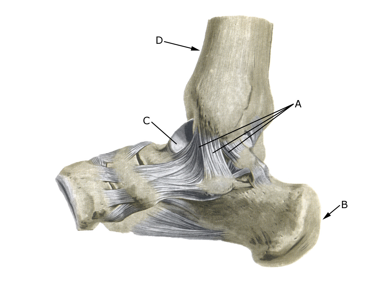Inner Ankle Bones